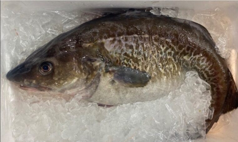 Good luck Fish? Charm of COD (Tara) | 鮮魚情報 | Itabashi Trading Co.,Ltd.