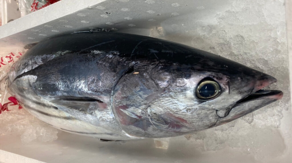 Two high seasons in one year, the fatty skipjack tuna called “Modori ...