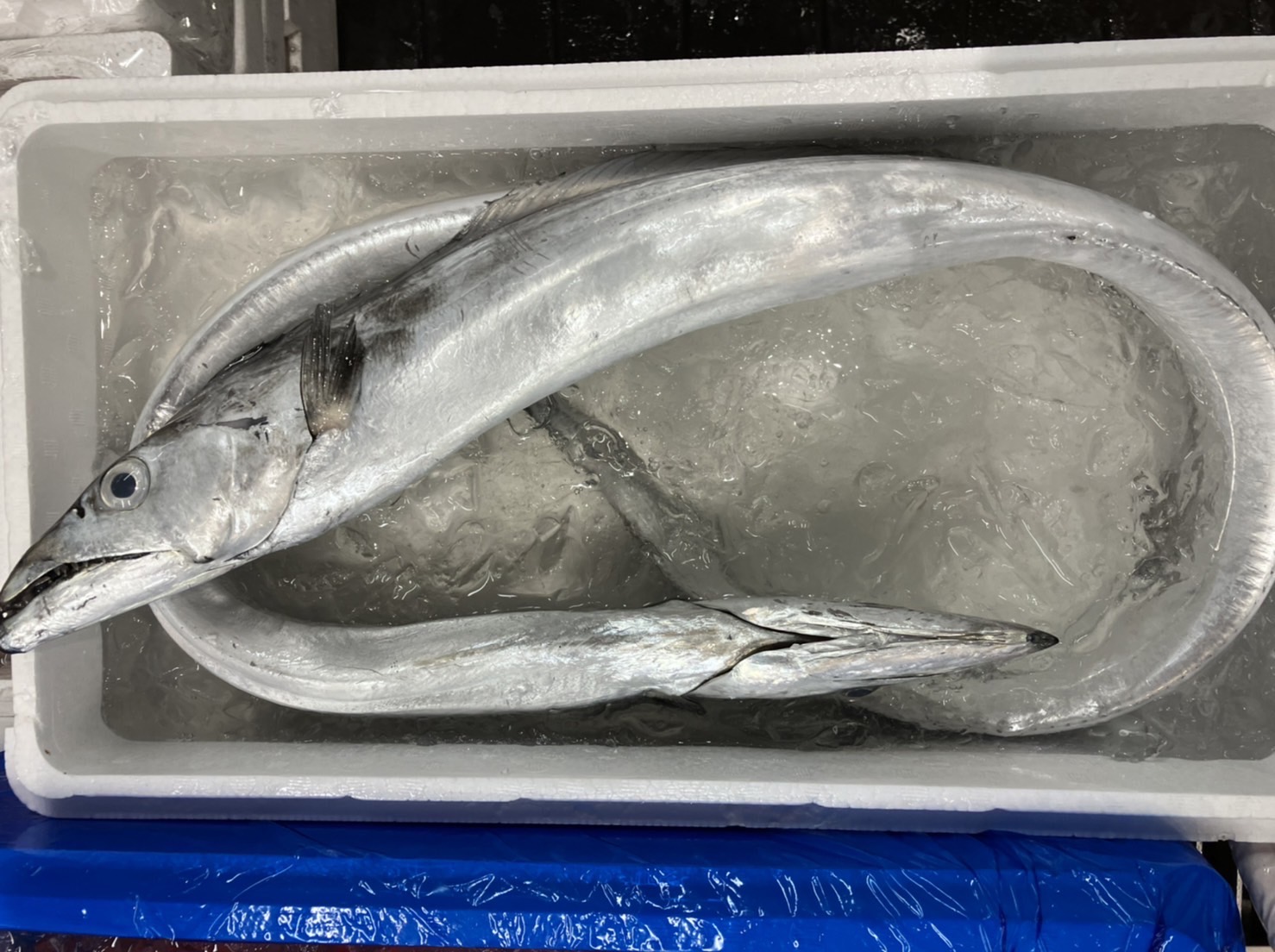 Ghost fish “Cutlass fish” | 鮮魚情報 | Itabashi Trading Co.,Ltd.
