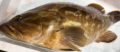 Kue, a high-grade fish | 鮮魚情報 | Itabashi Trading Co.,Ltd.