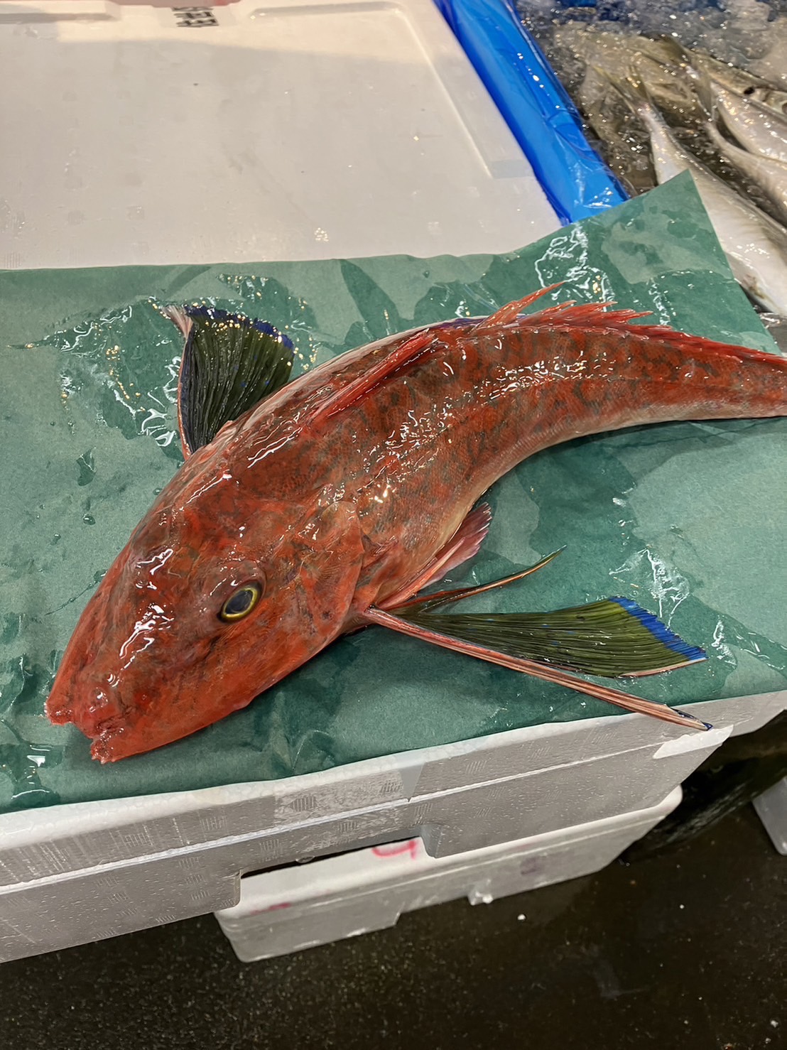 Sea robin, a fish that tastes better than it appearance | 鮮魚情報 ...