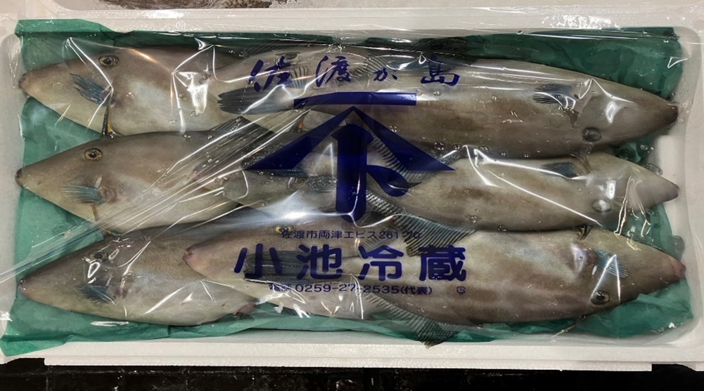 Umazura Hagi (Black scraper) | 鮮魚情報 | Itabashi Trading Co.,Ltd.